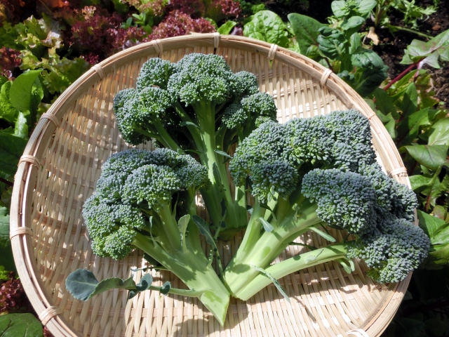 %e3%83%96%e3%83%ad%e3%83%83%e3%82%b3%e3%83%aa%e3%83%bc - Vegetale di 極楽